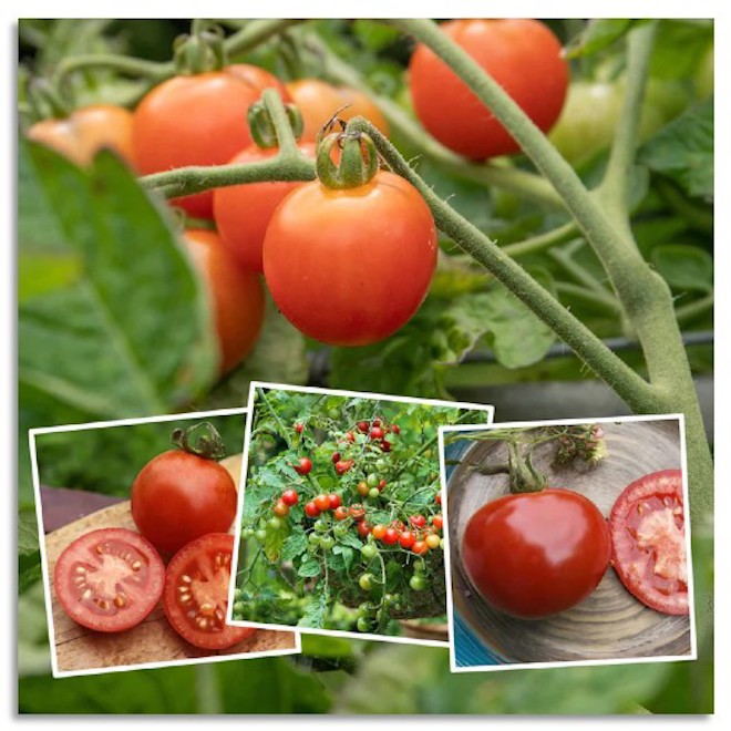 Birds & Bees: Grafted Vegetables: Where Science Meets Nature | Milled