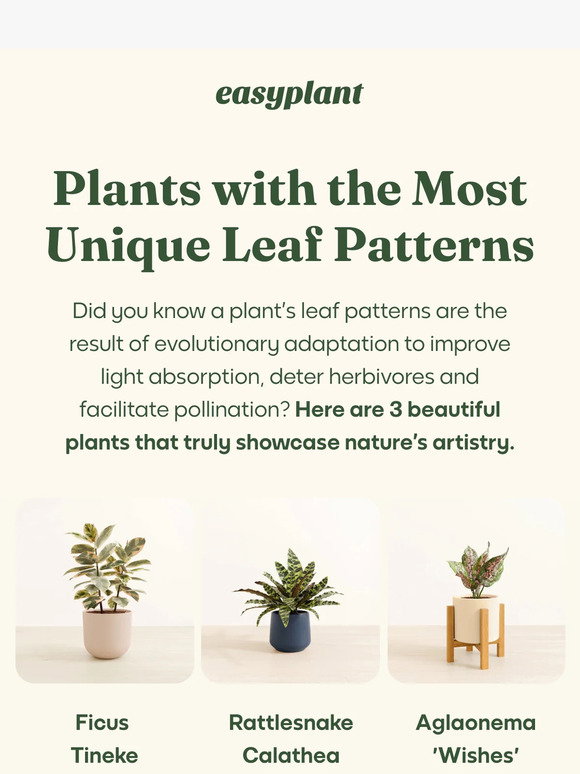 EasyPlant: 3 Head Turning Plants with Unique Leaf Patterns 👀🍃 | Milled