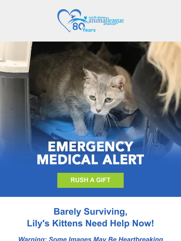 North Shore Animal League: Emergency Medical Alert: Lily's Kittens Need ...