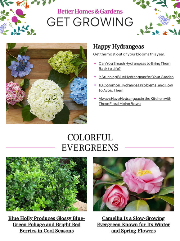 Better Homes and Gardens: Can You Smash Hydrangeas to Bring Them Back ...