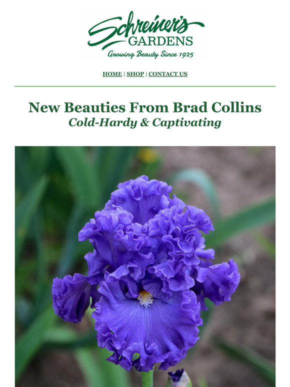 Schreiner's Iris Gardens: Shop Stunning New 2024 Introductions From ...