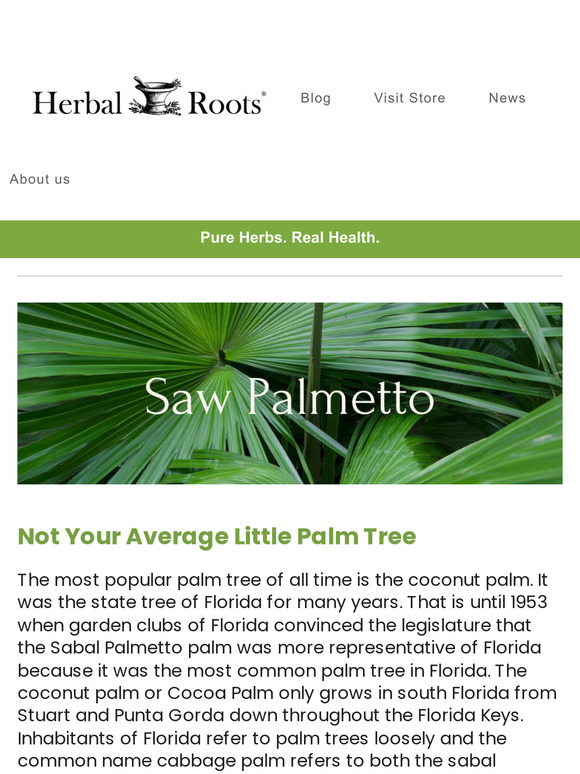 Herbal Roots: An Interesting History of Saw Palmetto | Milled