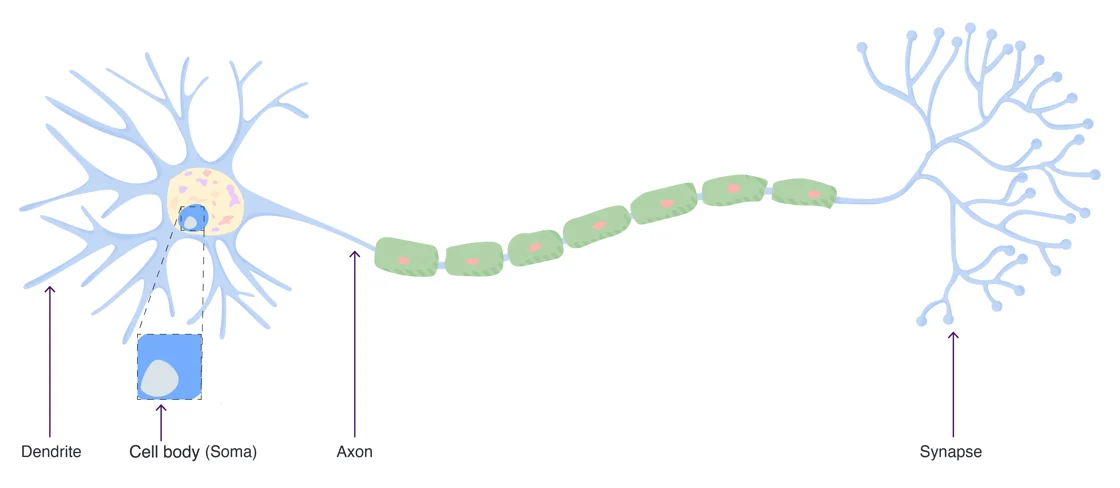 Educative: History of neural networks in 5 minutes | Milled