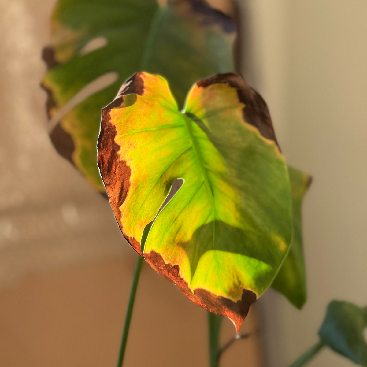 Leon & George: Weekend Plant Care Reminder | Milled