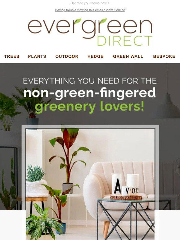 evergreen direct: —, do you need a plant you cannot kill? | Milled