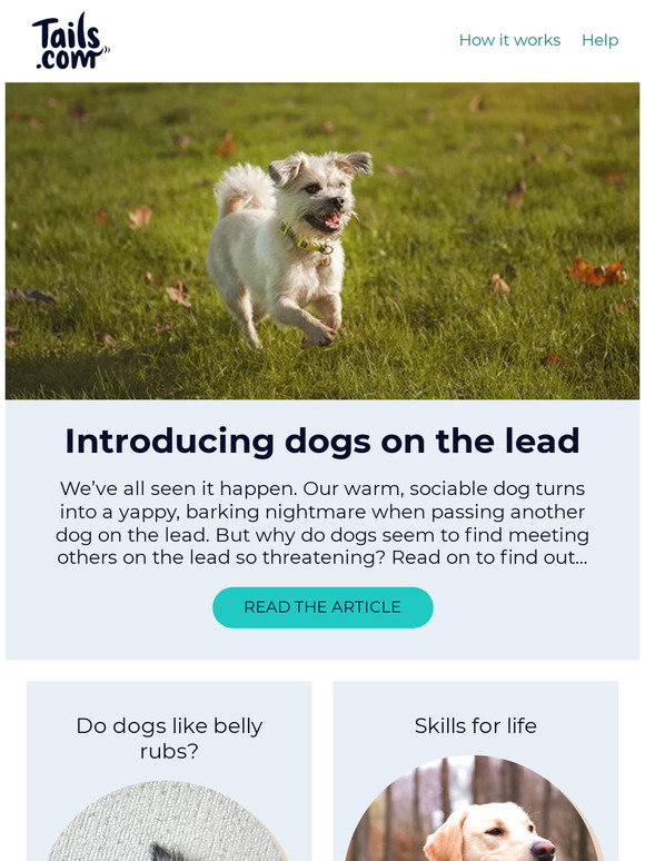 Tails: Why is my dog aggressive on the lead? 🐶😡 | Milled