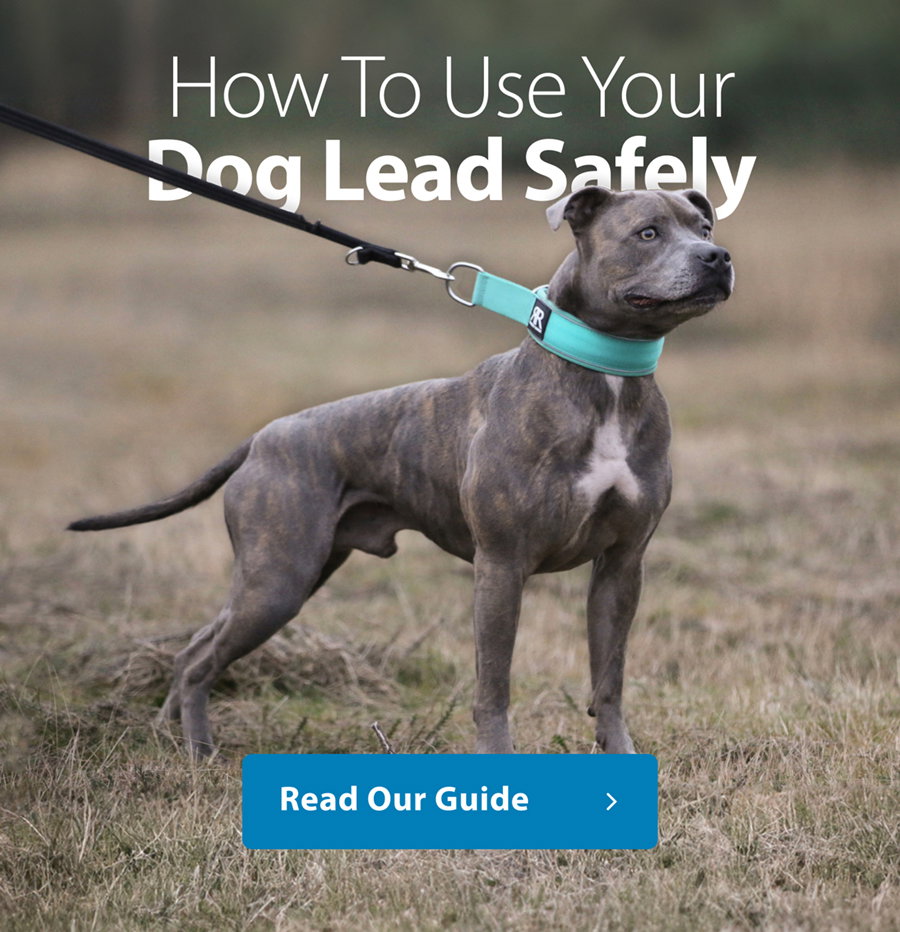 BullyBillows: How To Safely Use Your Dog Lead.. 🐕‍🦺 | Milled