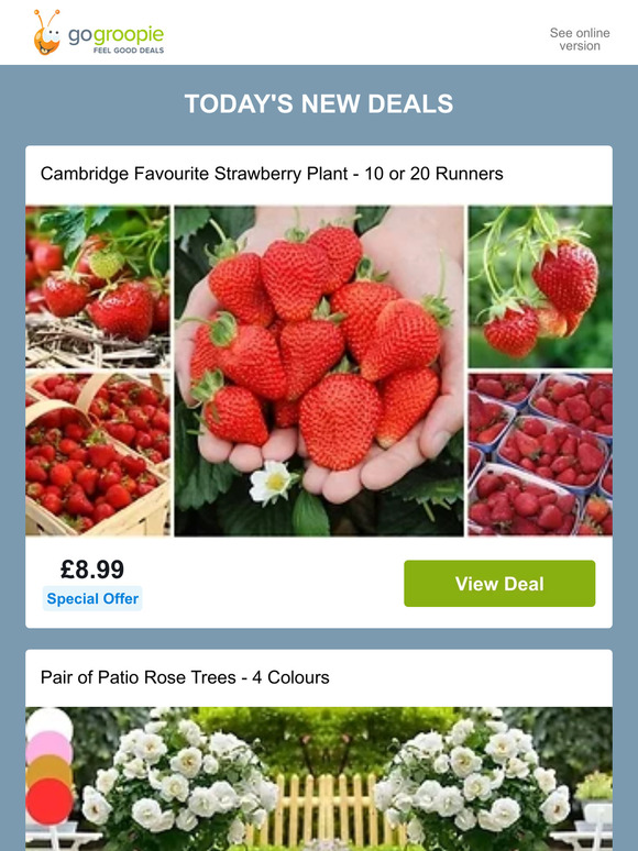 Go Groopie: 🍓 Cambridge Strawberry Plant £8.99 | 2 Patio Rose Trees £19 ...