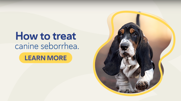 Revival Animal Health: How to Get Rid of Seborrhea in Dogs | Milled