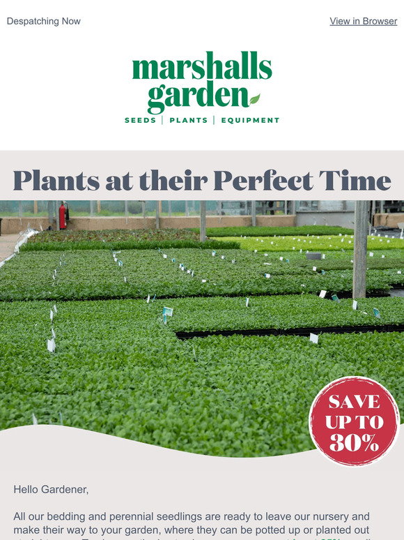 Marshalls Seeds: Flowering Seedlings From Less Than 25p Per Plant | Milled