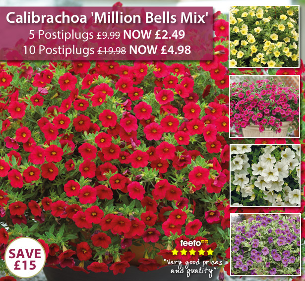 Thompson & Morgan: 10 Calibrachoa Million Bells NOW £4.98! | Milled