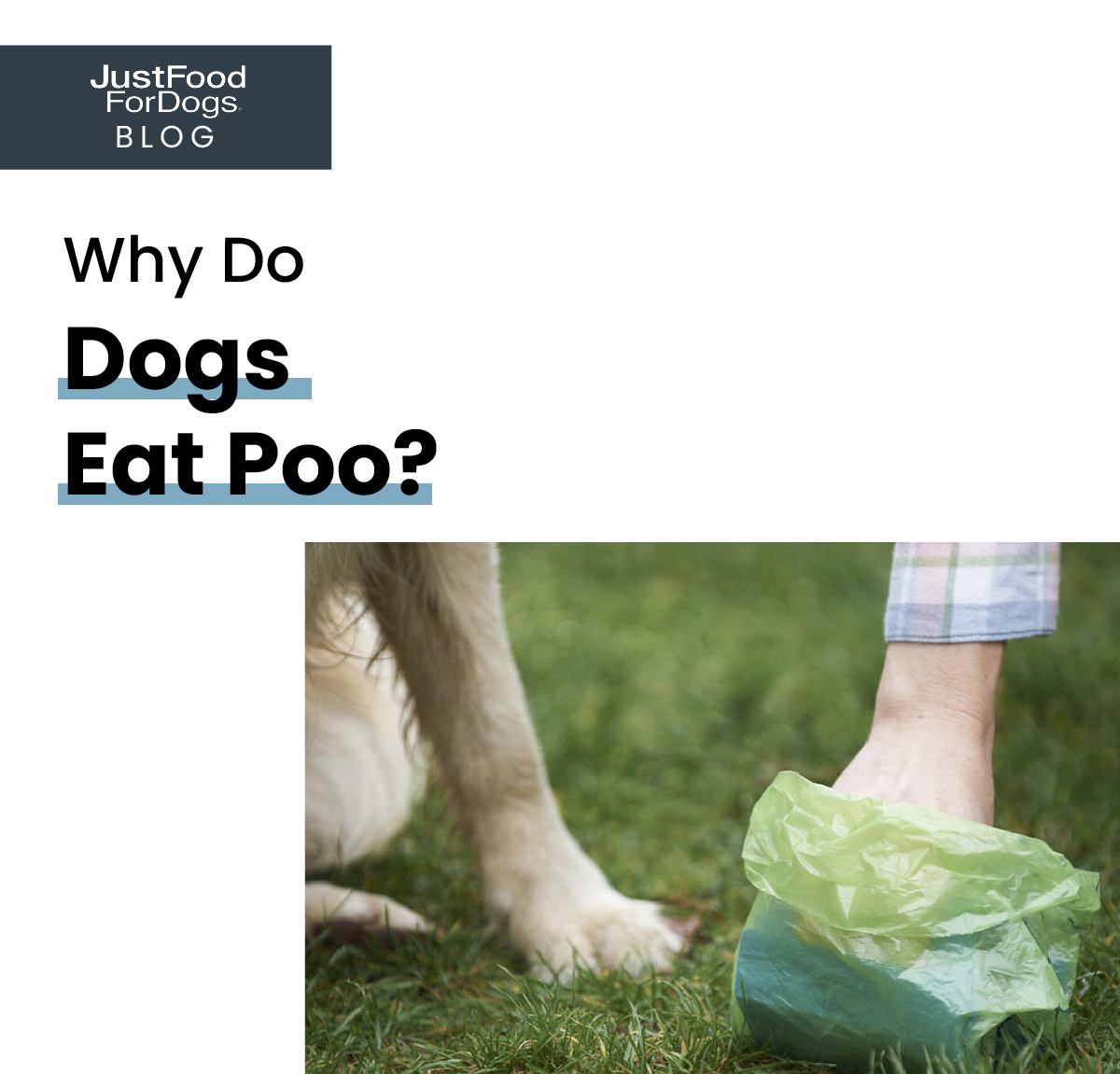 Just Food For Dogs: Discover the Truth Behind Why Dogs Eat Poo | Milled