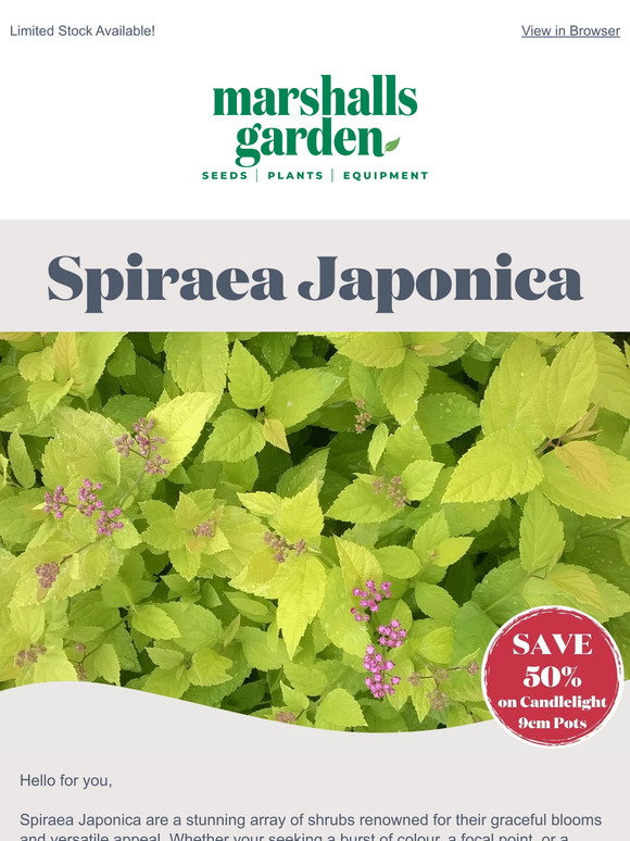 Marshalls Seeds: Spiraea Japonica: Amazing Colour Changing Shrub | Milled
