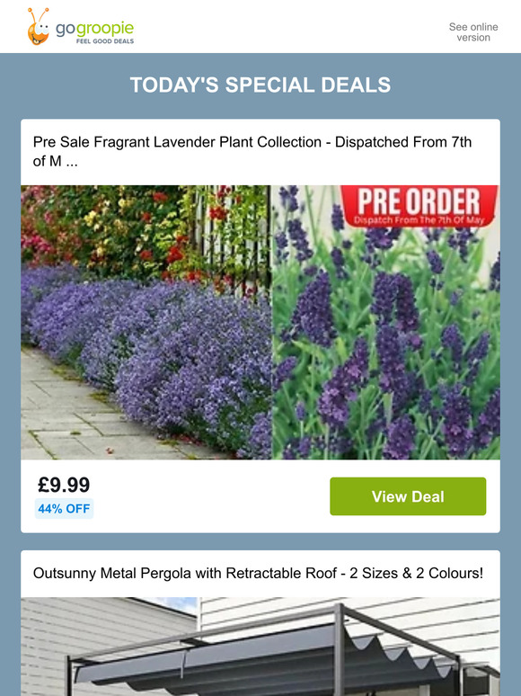 Go Groopie: 10x Lavender Fragrant Plants £9.99 | Foldable Garden ...