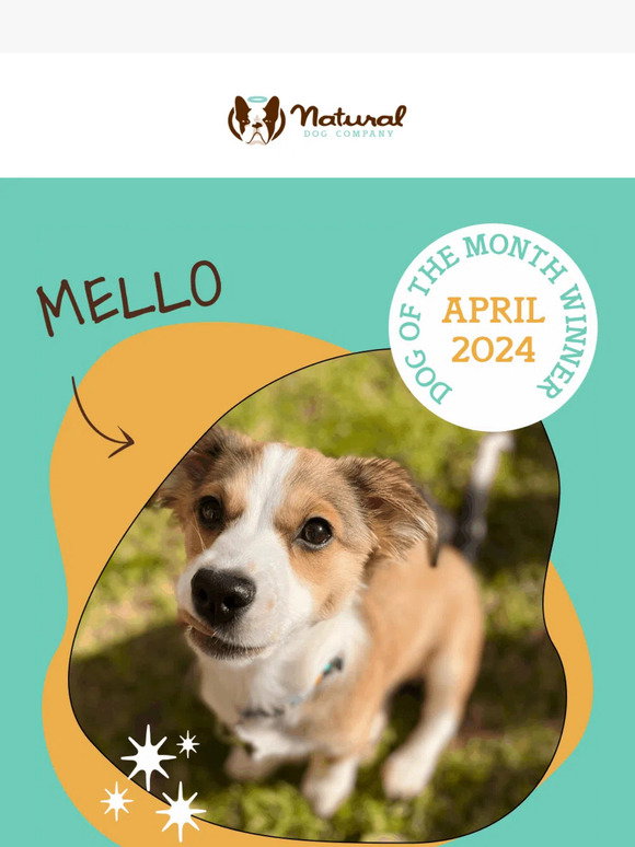 Natural Dog Company: Meet Mello, our Dog of the Month! 🐶 | Milled