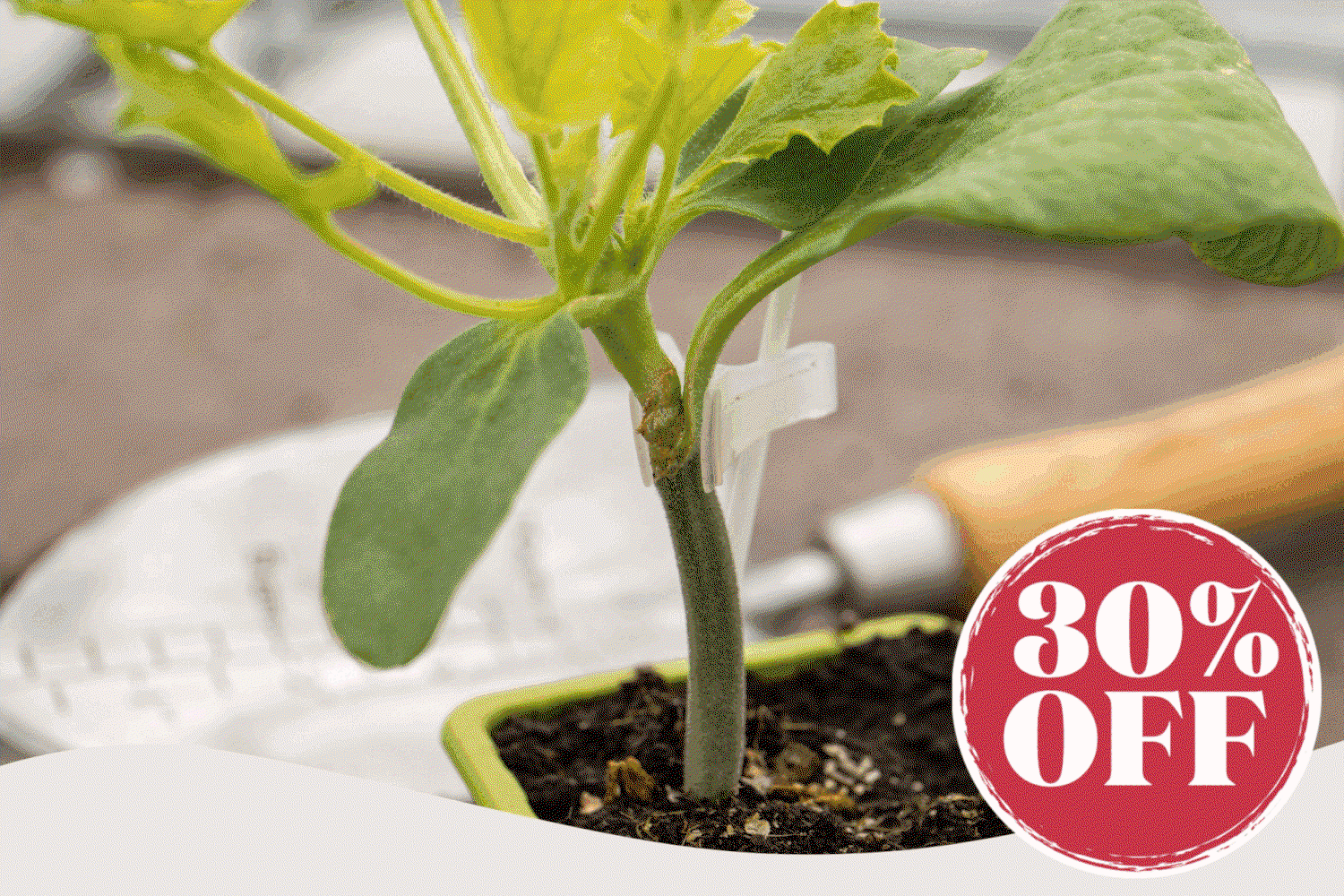 Birds & Bees: Save 30% on our Grafted Vegetable Plants | Milled