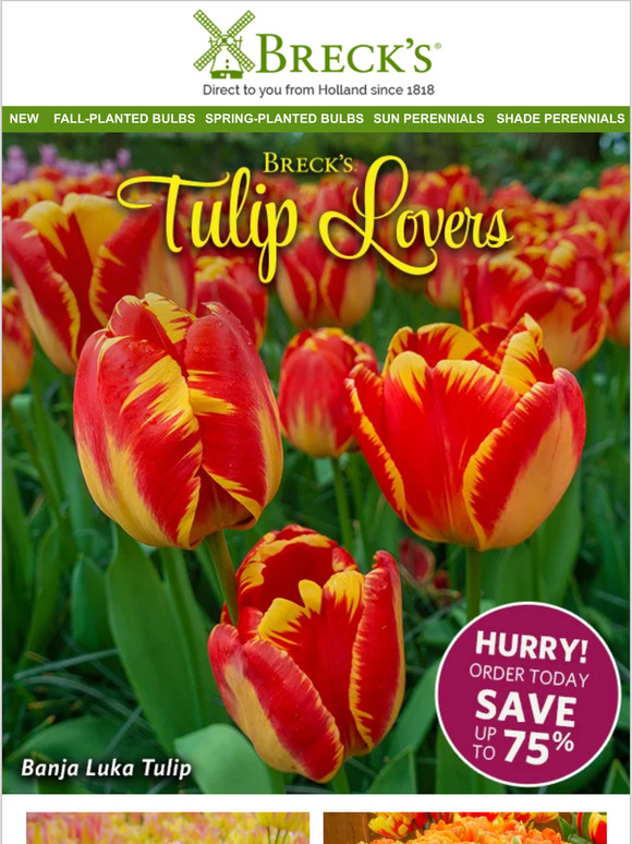 Breck's: Tulip lovers, save up to 75% on the finest Dutch bulbs! | Milled