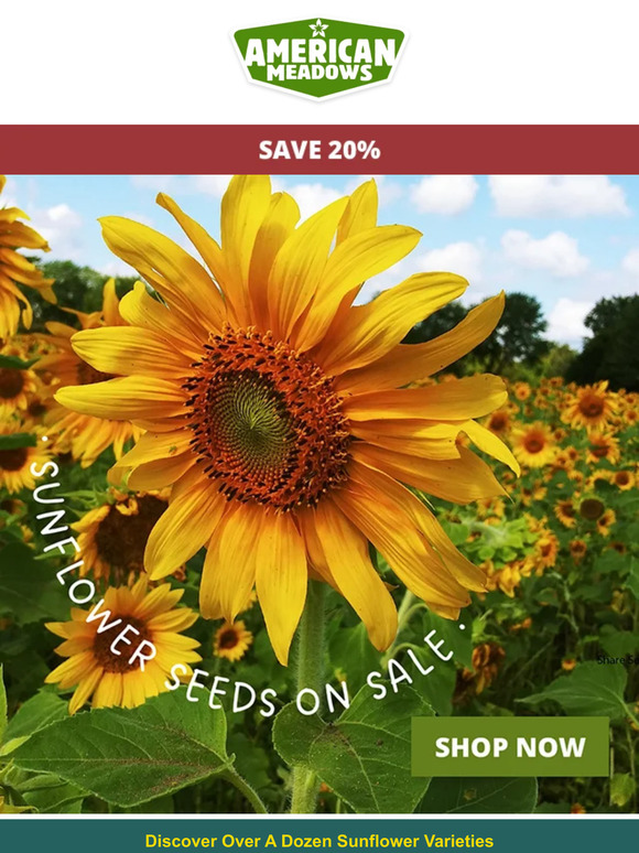 American Meadows: Wildflower Wednesday: Sunflower Seed Sale | Milled