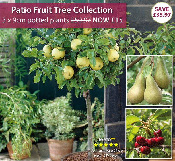 Thompson & Morgan: Patio Apple, Pear & Cherry Trees now £5 each! | Milled