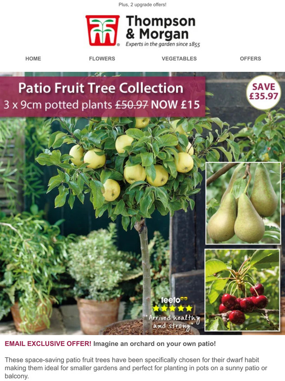 Thompson & Morgan: Patio Apple, Pear & Cherry Trees now £5 each! | Milled