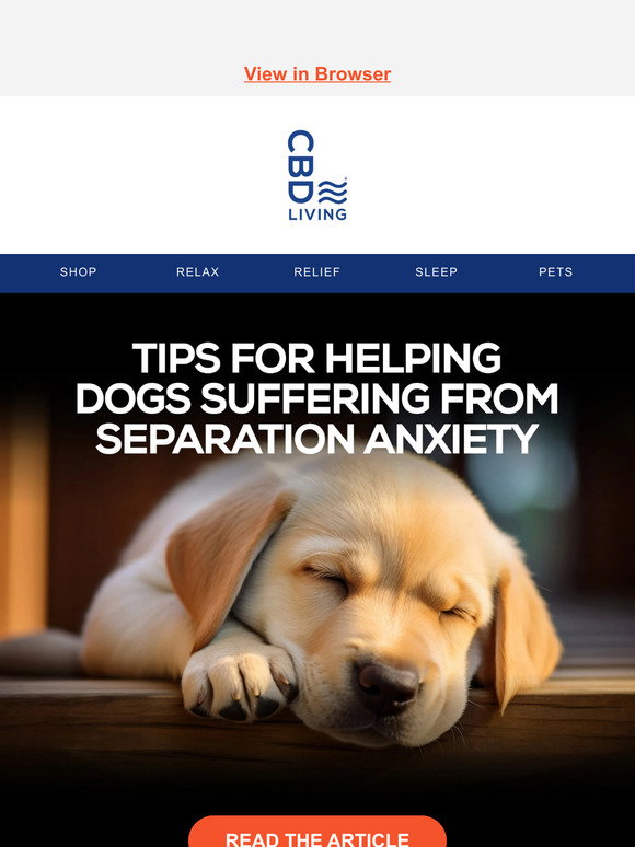 CBD Living: What Owners of Anxious Dogs MUST Know 🐾 | Milled