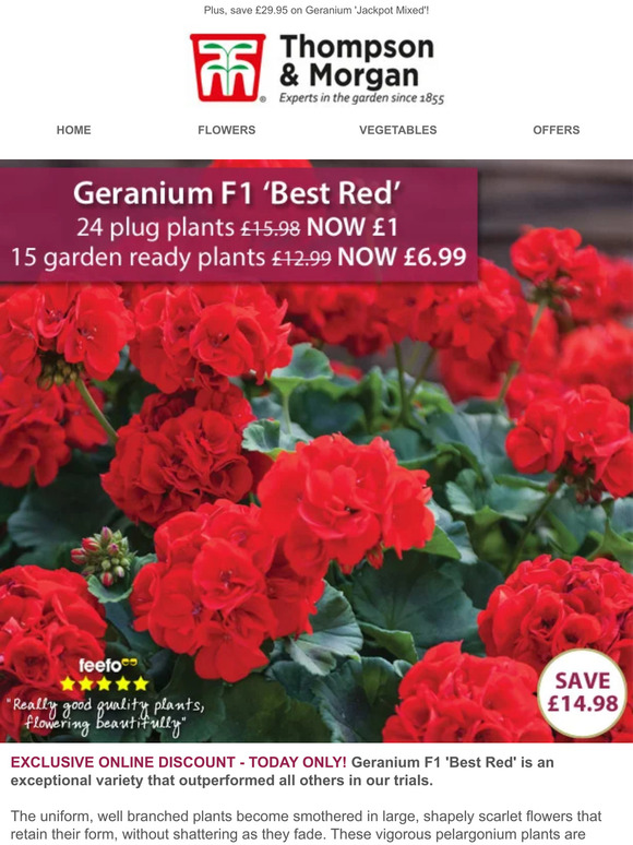 Thompson & Morgan: TODAY ONLY - 24 Geranium plants for just £1! | Milled