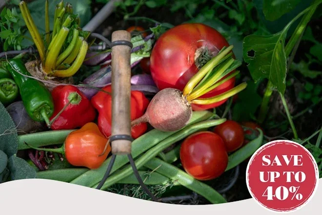 Marshalls Seeds: Your Last Chance to Plant Tomato Plugs & Beans | Milled