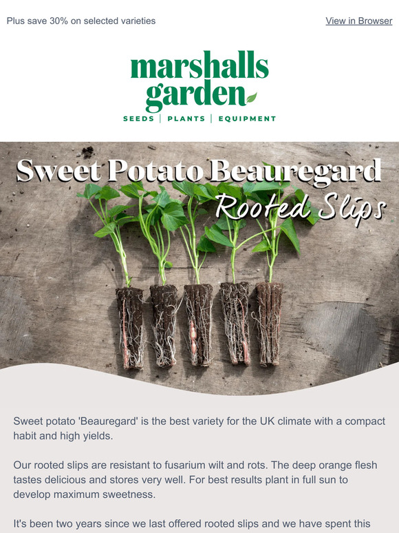 Marshalls Seeds: The Best Sweet Potato for the UK Climate | Milled