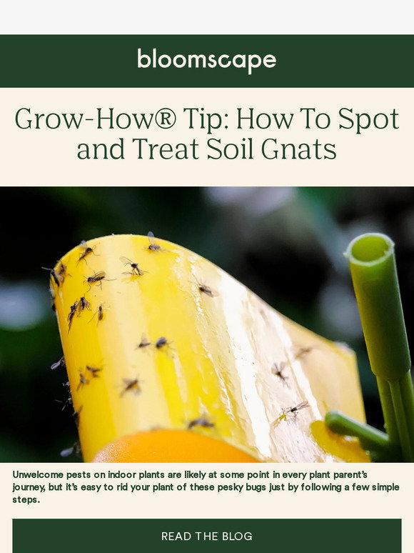 Bloomscape: Say goodbye to soil gnats! 🪰 | Milled