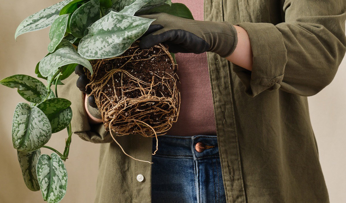 Bloomscape: Say goodbye to soil gnats! 🪰 | Milled