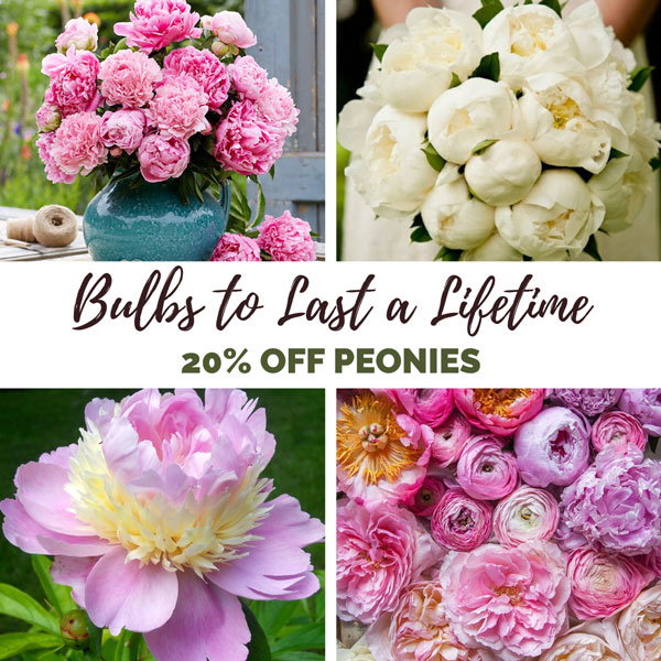Eden Brothers: Peonies! 🌸 20% OFF 🌸 | Milled