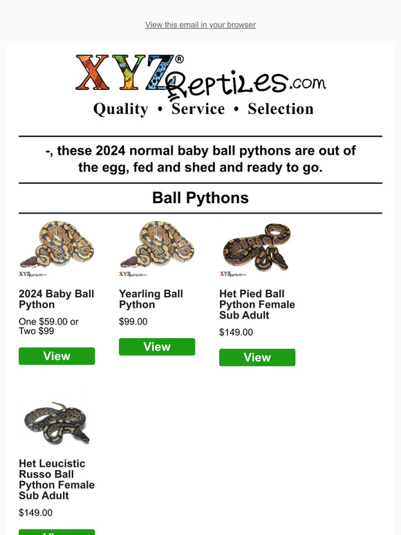 XYZReptiles: 🐍2024 Normal Baby Ball Pythons Now Available | Milled