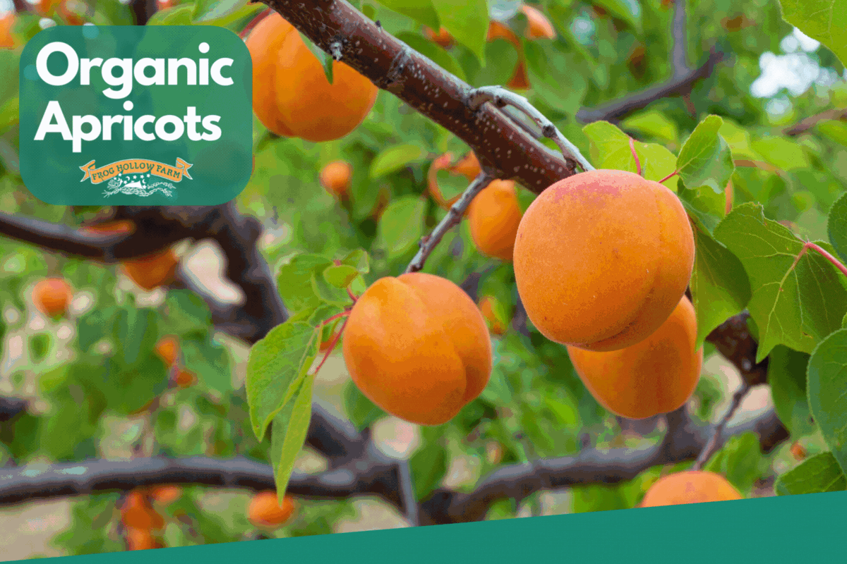 Frog Hollow Farm: Organic Apricots! 😍 Juicy & Sweet! | Milled