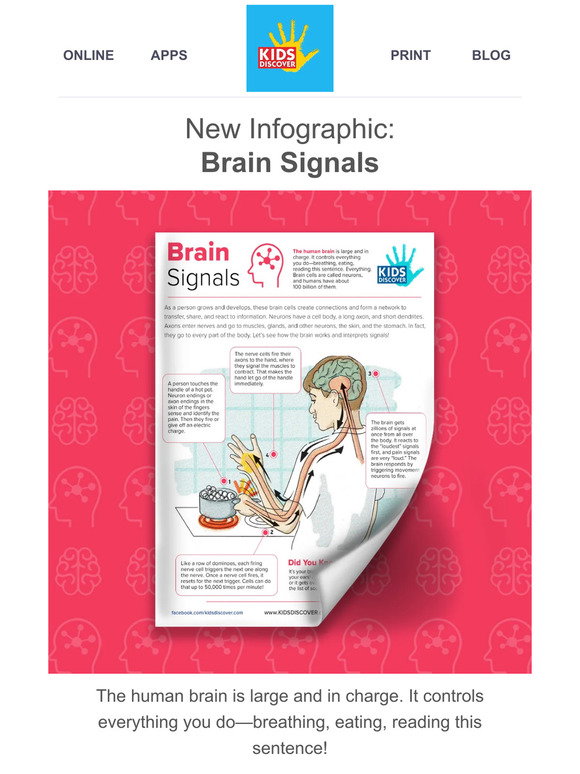 Kids Discover: New Infographic: Brain Signals 🧠 | Milled
