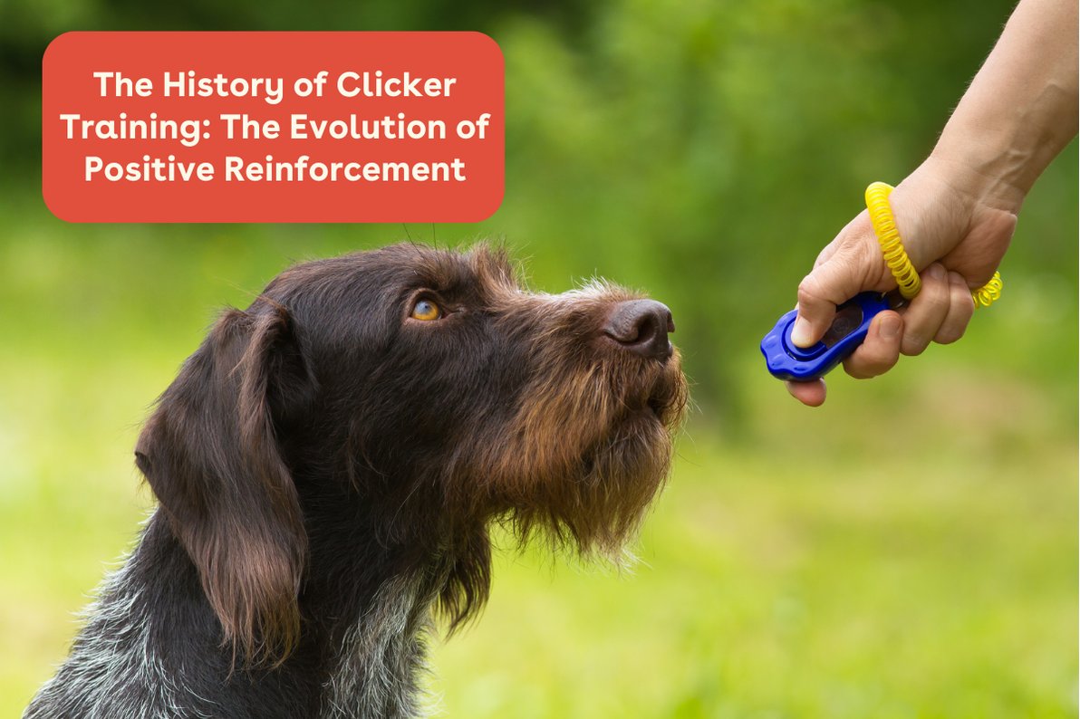 Pupford: History of Clicker Training + Why You Should Try It With Your ...