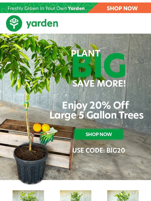 Citrus: Plant BIG, Save More: 20% Off Large 5 Gallon Trees at Yarden ...