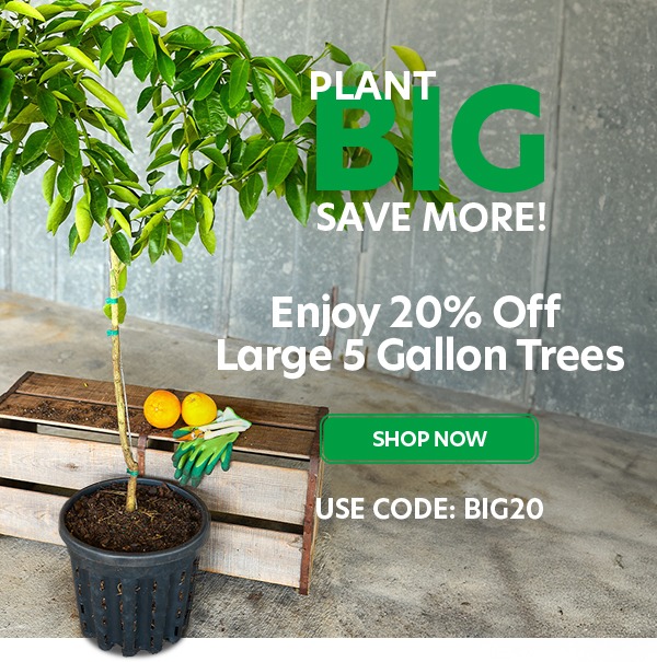 Citrus UA: Plant BIG, Save More: 20% Off Large 5 Gallon Trees at Yarden ...