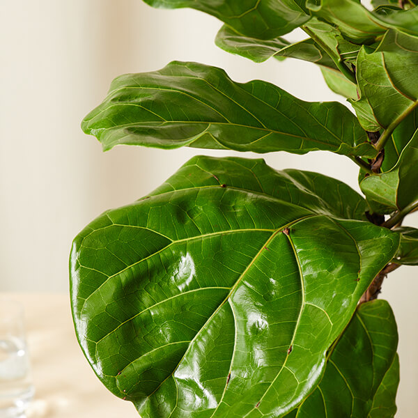 Bloomscape: The Ultimate Care Guide to the Fiddle Leaf Fig🌿 | Milled
