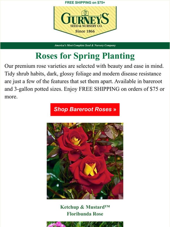 Gurney's Seed & Nursery: There’s still time for roses AND free shipping ...