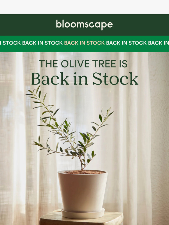 Bloomscape: The Olive Tree is Back for Summer! 🫒 | Milled
