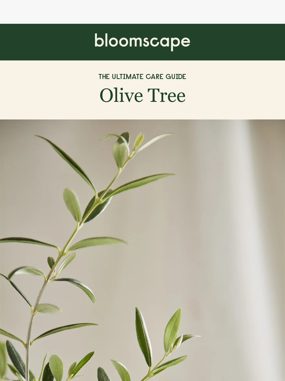 Bloomscape: The Ultimate Care Guide to the Olive Tree 🫒🕊️ | Milled