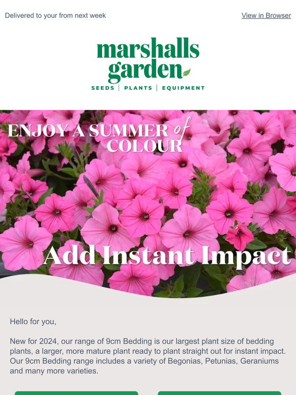 Marshalls Seeds: New for 2024: Introducing our biggest bedding plants ...
