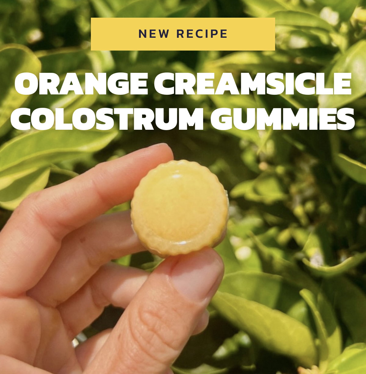 Equip Foods: Orange Creamsicle Colostrum Gummies Recipe 🍊 | Milled