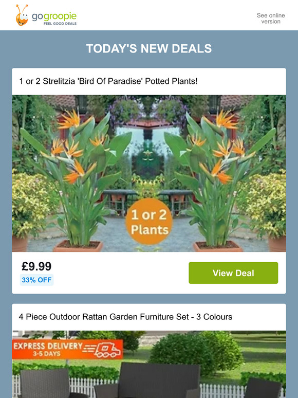 Go Groopie: Bird Of Paradise Plants £9.99 | 4-Seater Rattan Set £79 ...