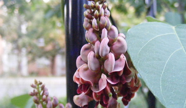 Craftsy: 5 Pretty Vines You Can Grow in a Partial Shade Garden | Milled