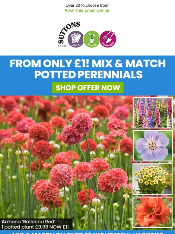 Suttons Seeds: Potted Perennials FROM £1 EACH! MIX & MATCH! | Milled