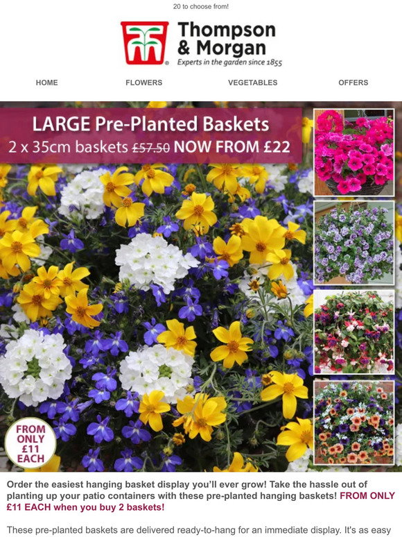Thompson & Morgan: LARGE Pre-Planted Hanging Baskets ONLY £11 EACH! 48 ...