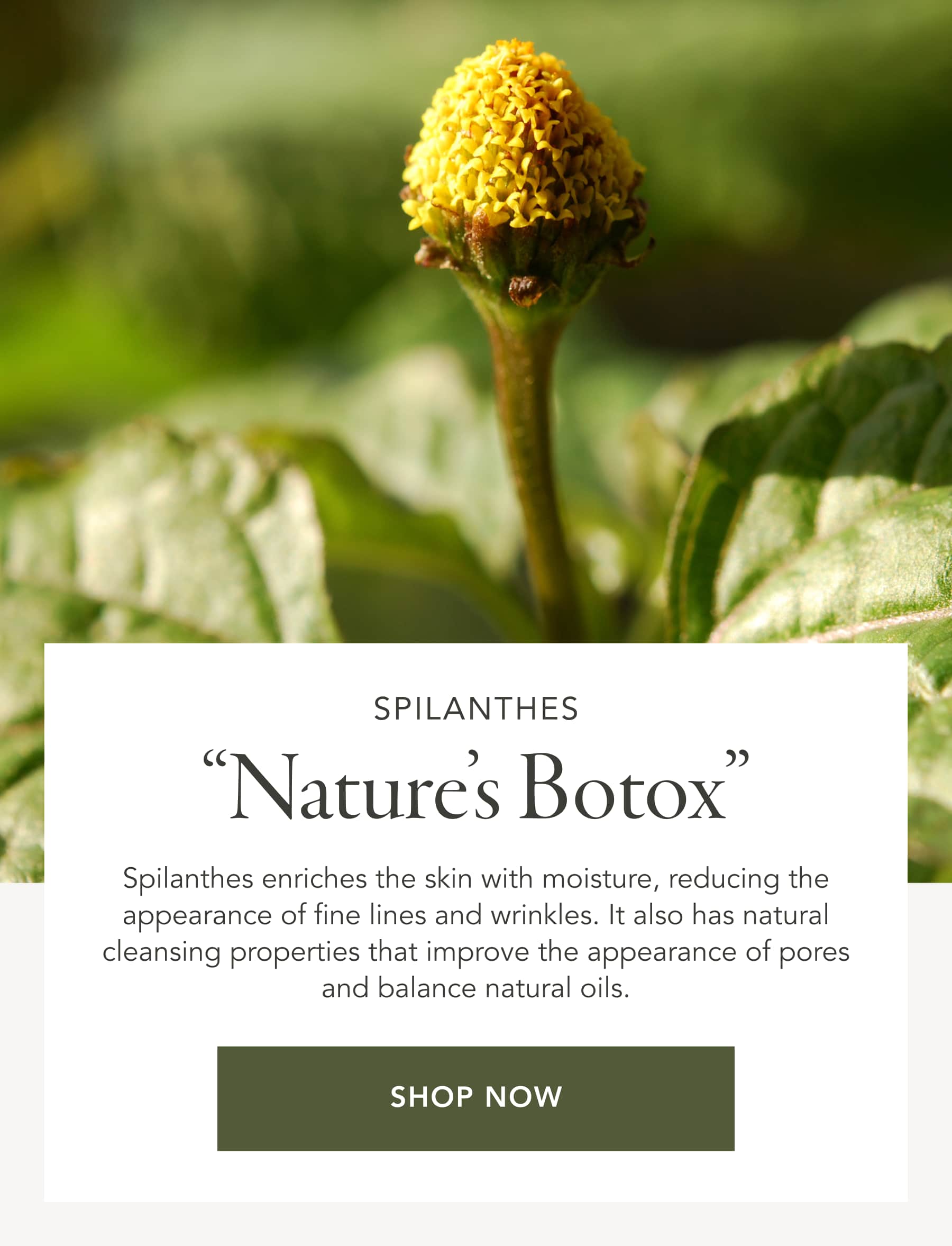 Caldera + Lab: "Nature's Botox" | Milled