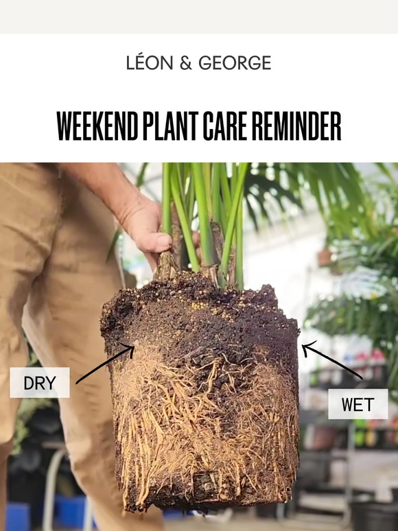 Leon & George: Weekend Plant Care Reminder | Milled
