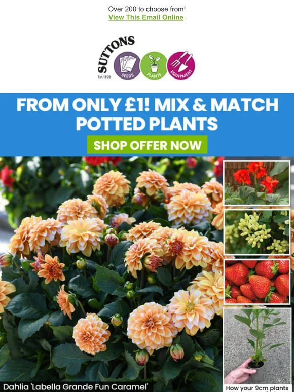 Suttons Seeds: From only £1! Potted Perennials, Shrubs & Climbers! | Milled